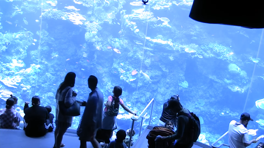 Webcam Tropical Reef - California Academy of Sciences - Video